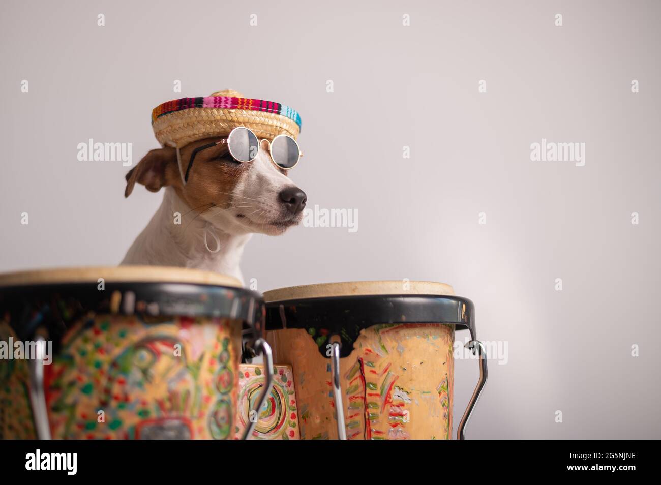 A funny dog in a sombrero and sunglasses plays the mini bongo drums ...