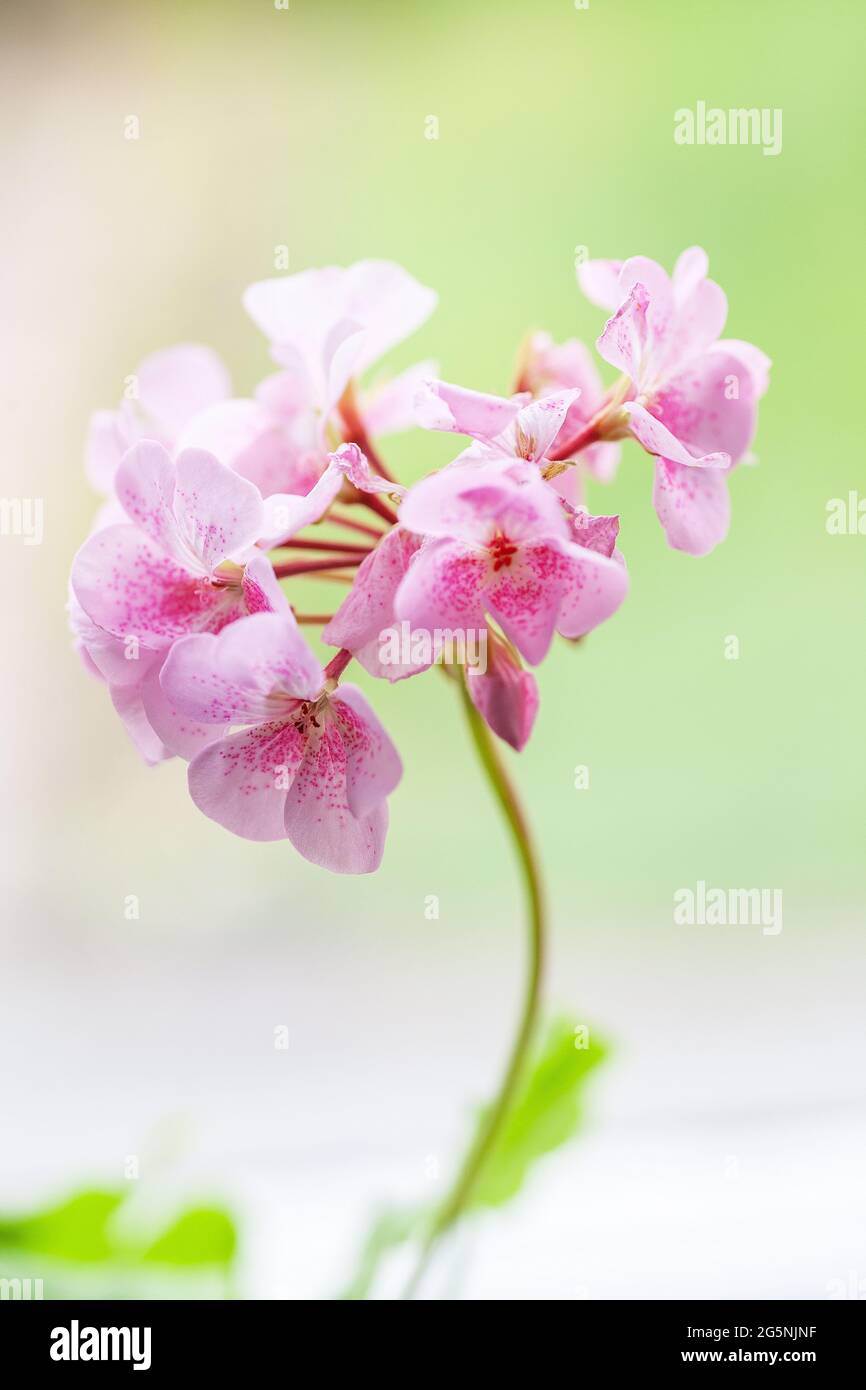 Geraniums flowering hi-res stock photography and images - Alamy