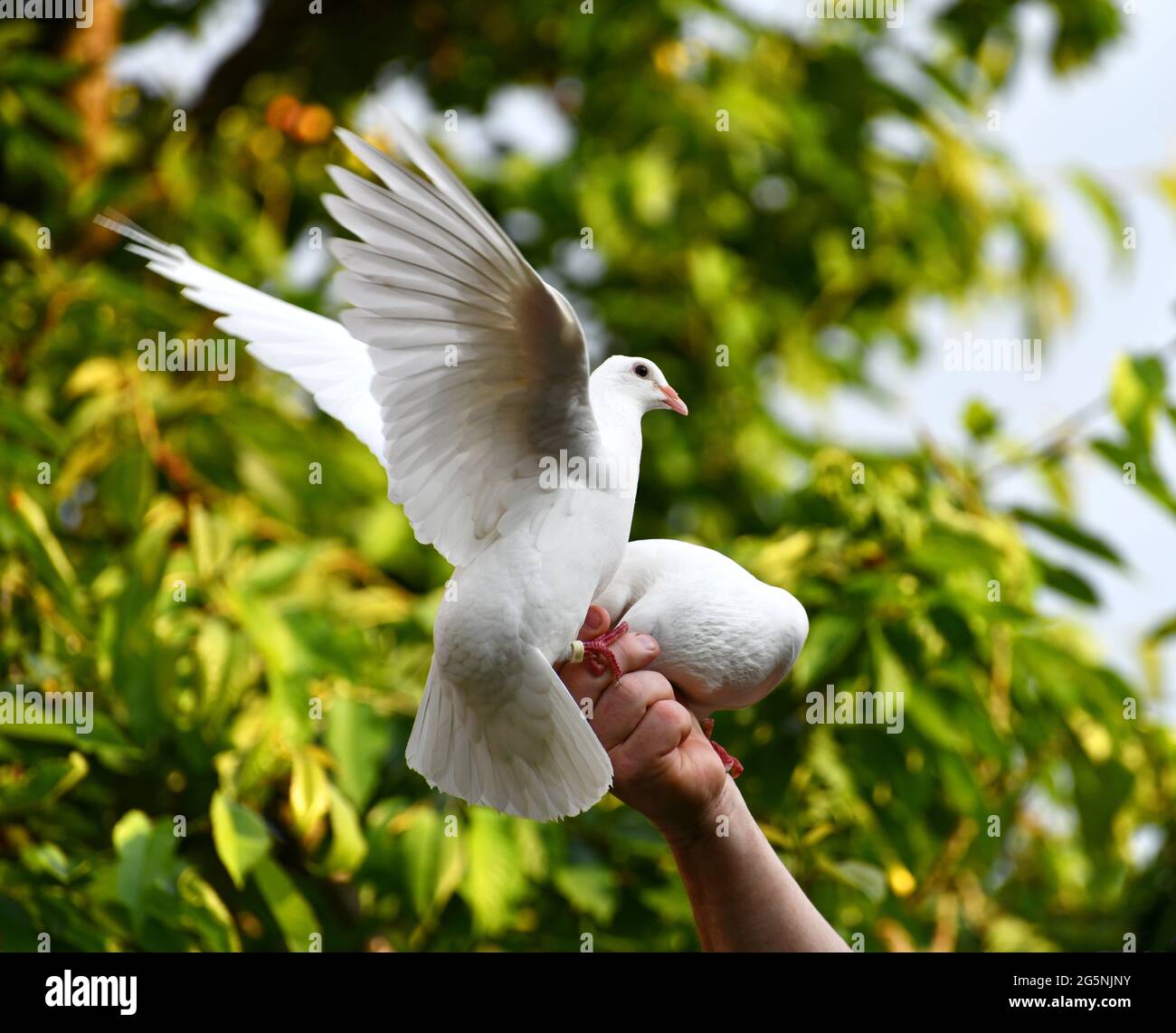 feeding white pigeon on hand Stock Photo - Alamy