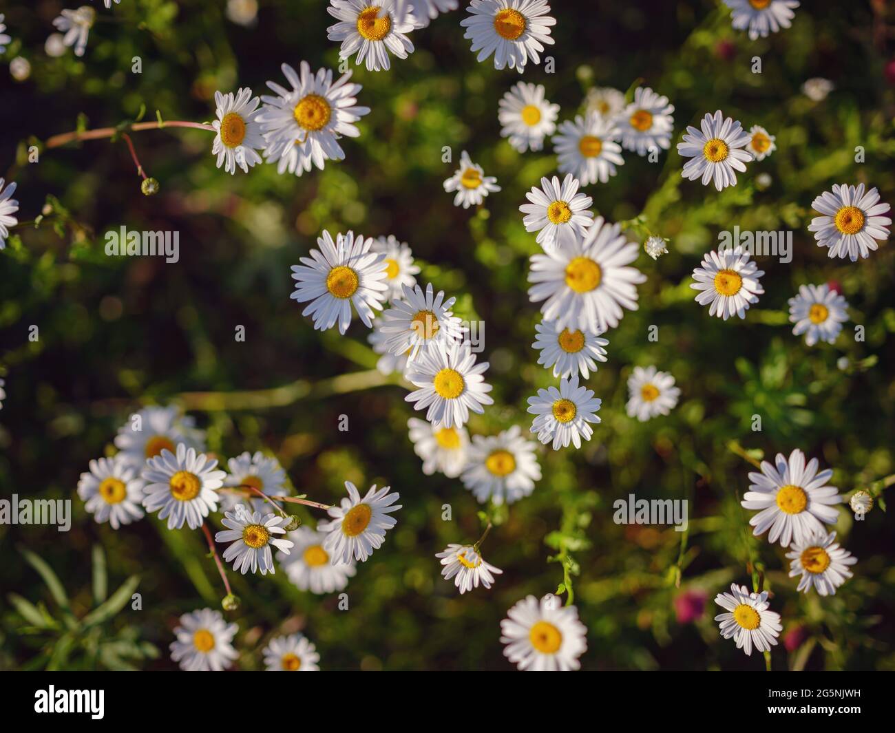 Daisies in sunny spring garden, beautiful outdoor floral background ...