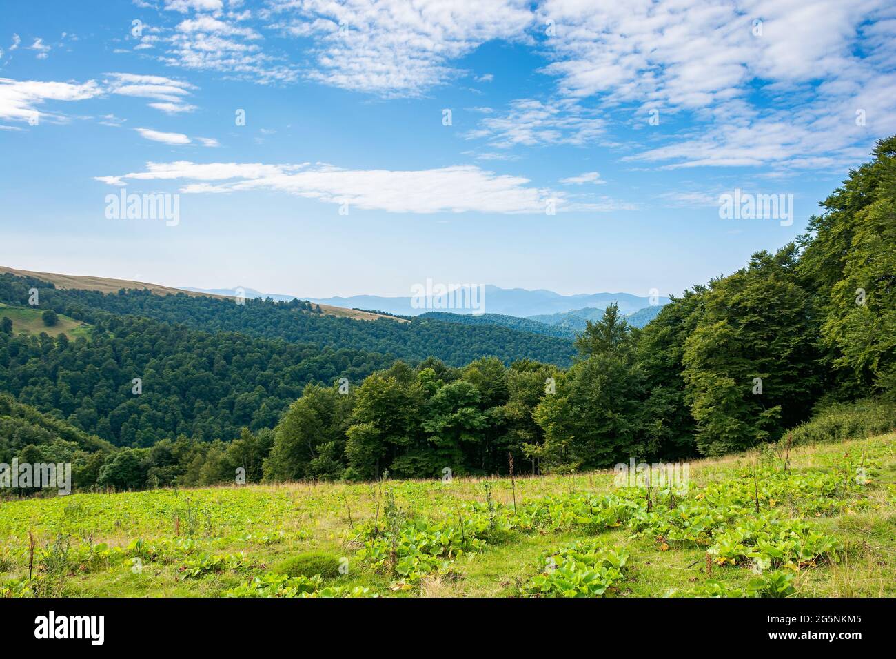 countryside landscape of carpathian mountains in ukraine, europe. green ...