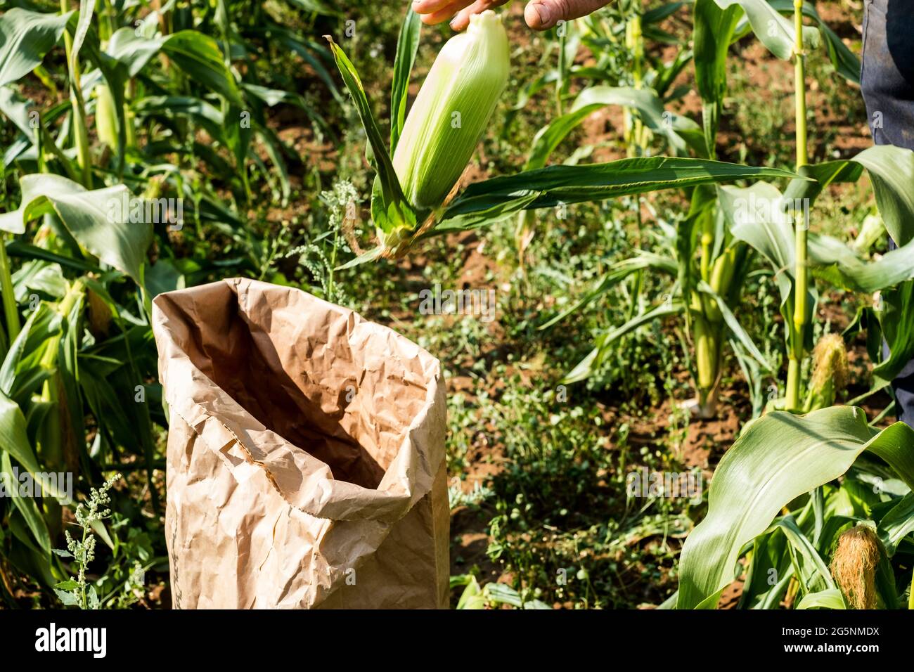 Close op of farmer standing in a field, picking sweetcorn, placing it ...