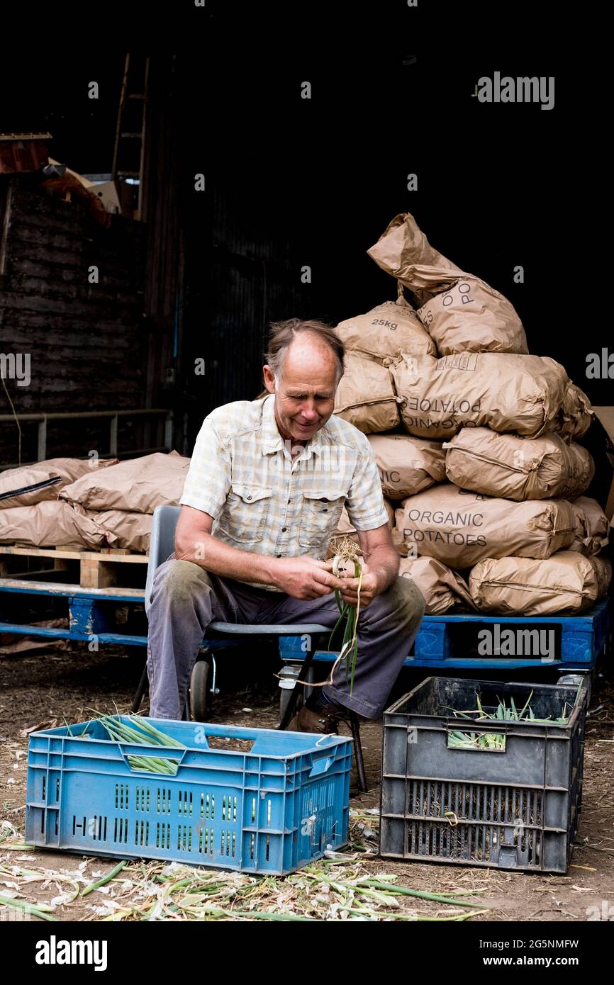Farmer sitting outside a barn, packing freshly picked spring onions ...