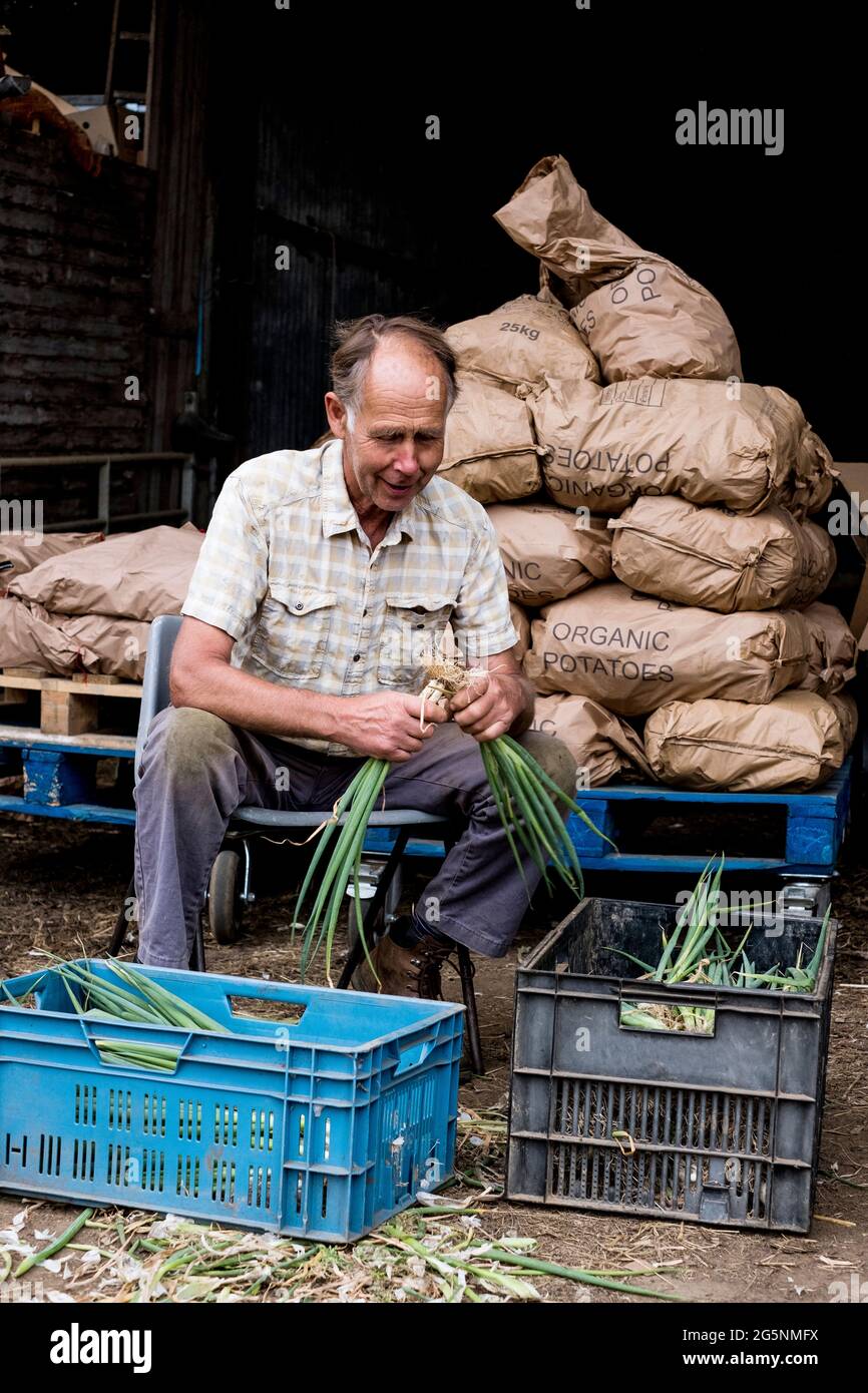 Farmer sitting outside a barn, packing freshly picked spring onions ...