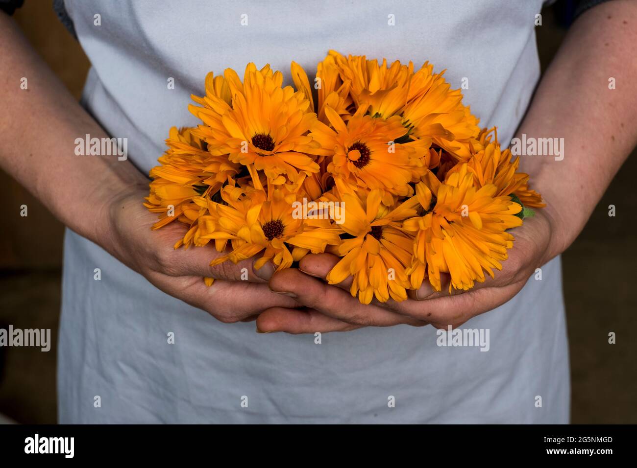 Calendulas edible hi-res stock photography and images - Alamy