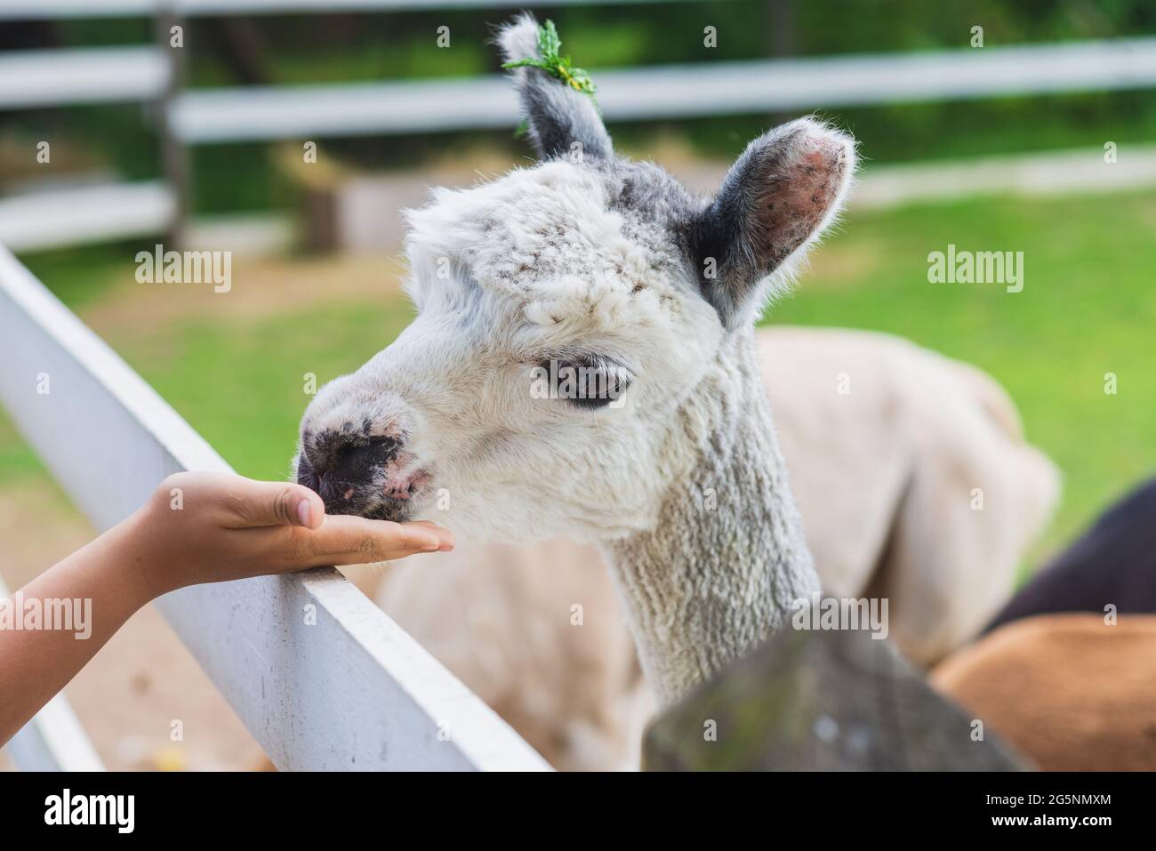 Boy hand feeding an alpaca at a farm zoo in a summer day.kid feeding ...