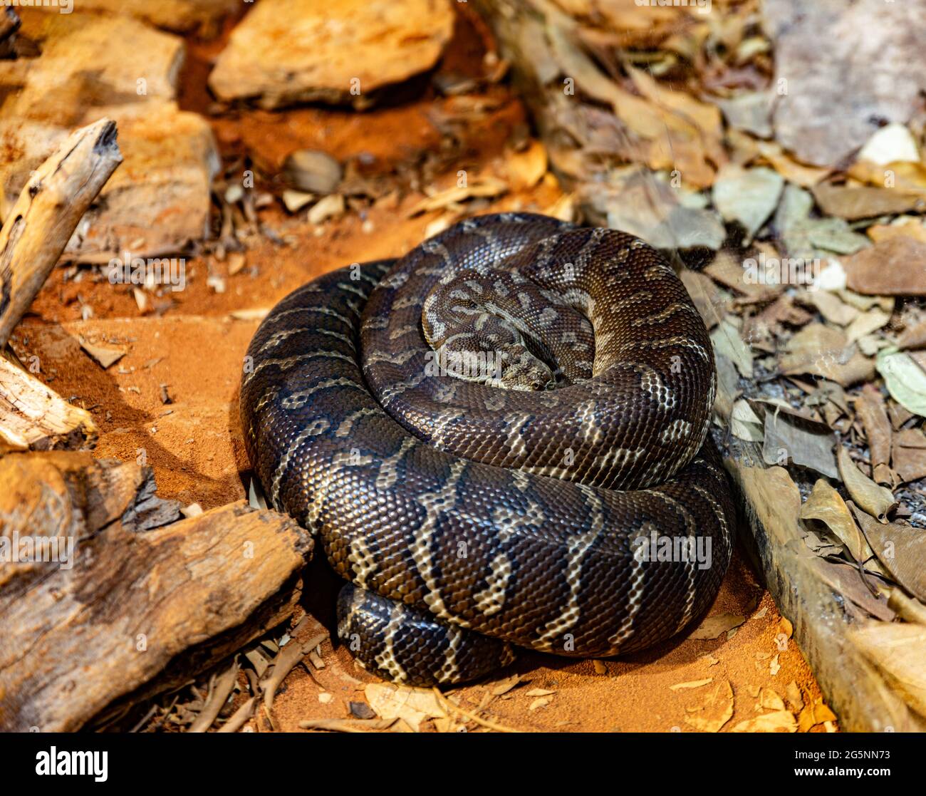The black snake on the rock Stock Photo - Alamy