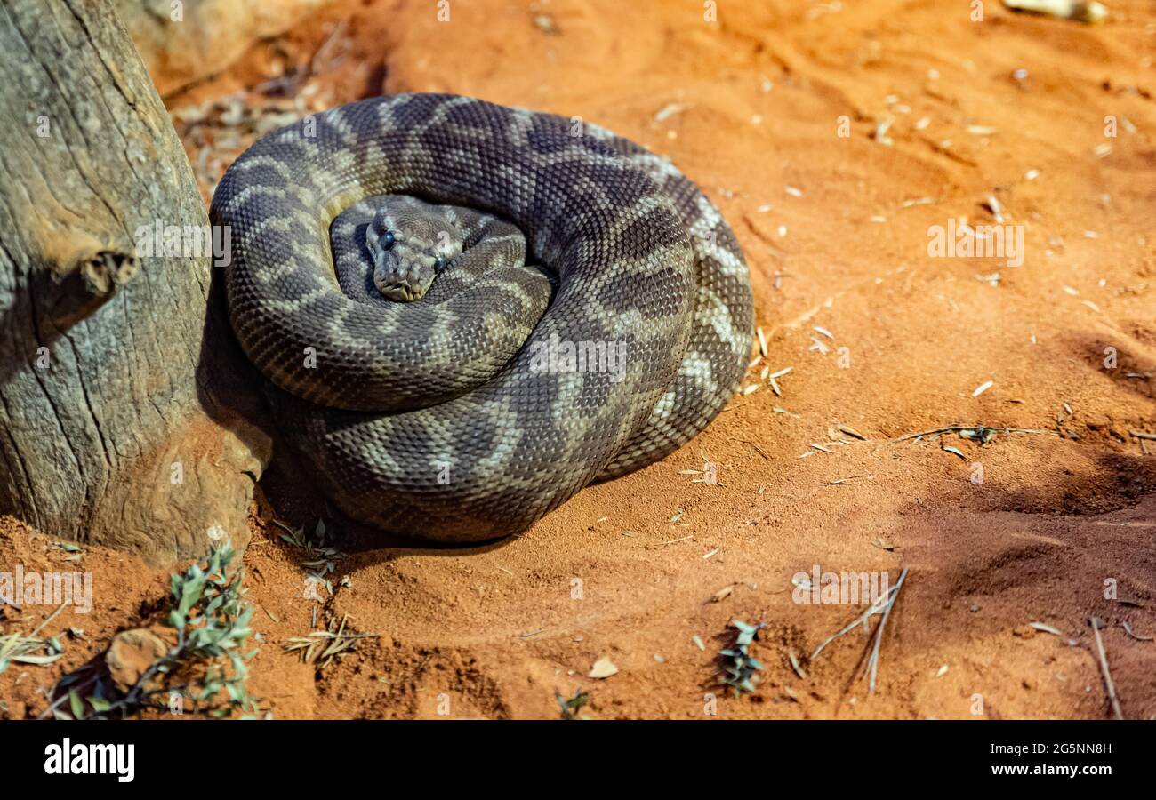 The black snake on the sand Stock Photo - Alamy