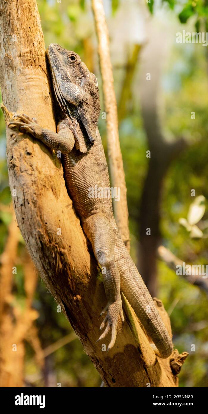 The lizard on the tree Stock Photo - Alamy
