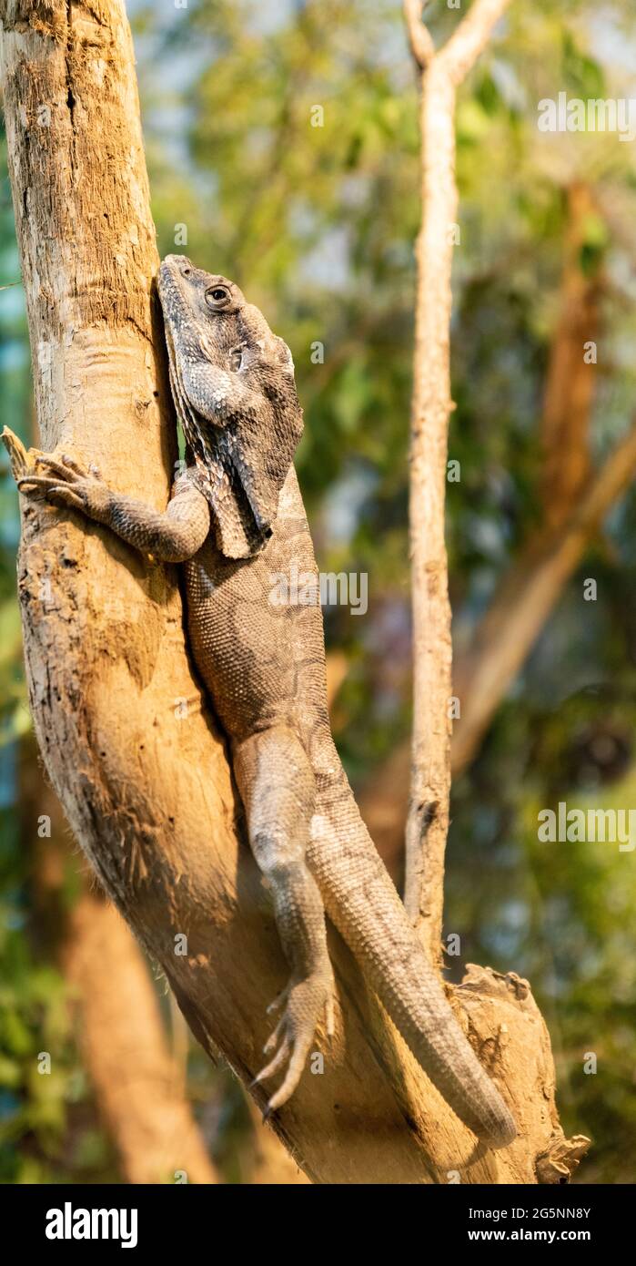 The Lizard on the tree Stock Photo - Alamy