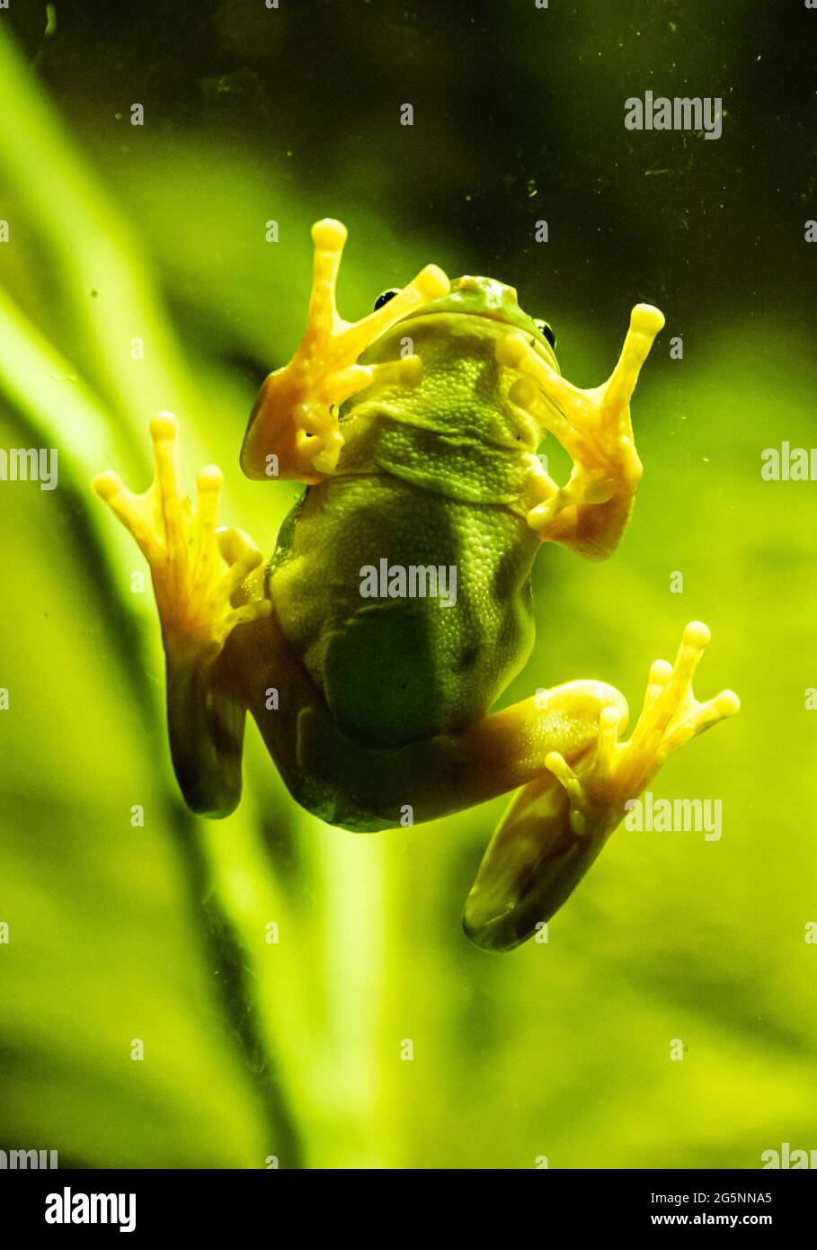 The green tree frog Stock Photo - Alamy