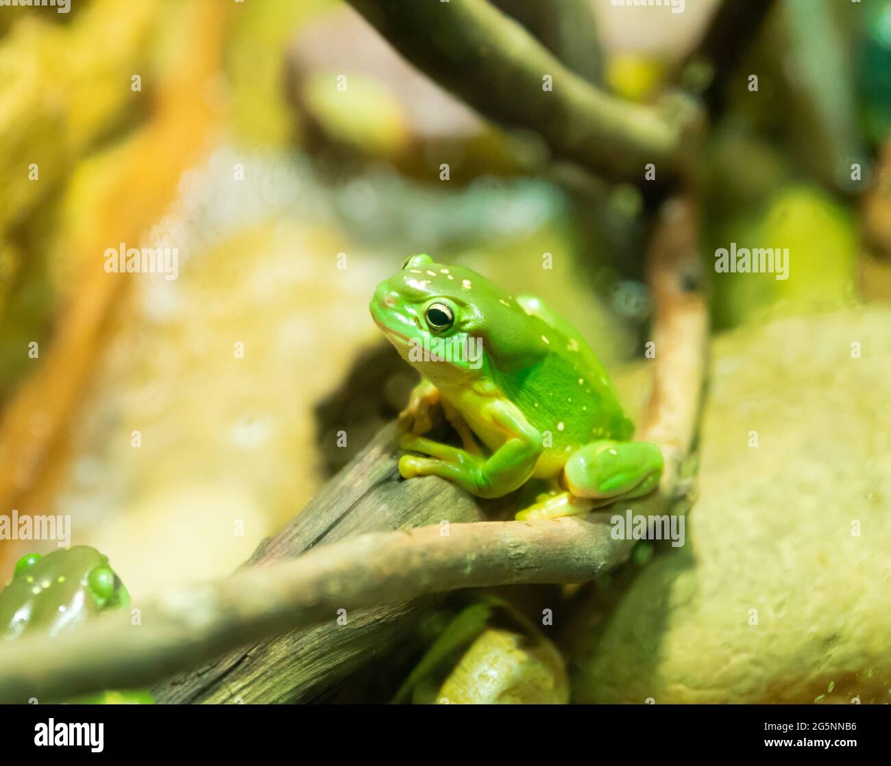 The green tree frog Stock Photo - Alamy