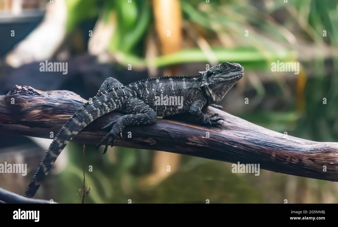 Green lizard twisted tail hi-res stock photography and images - Alamy