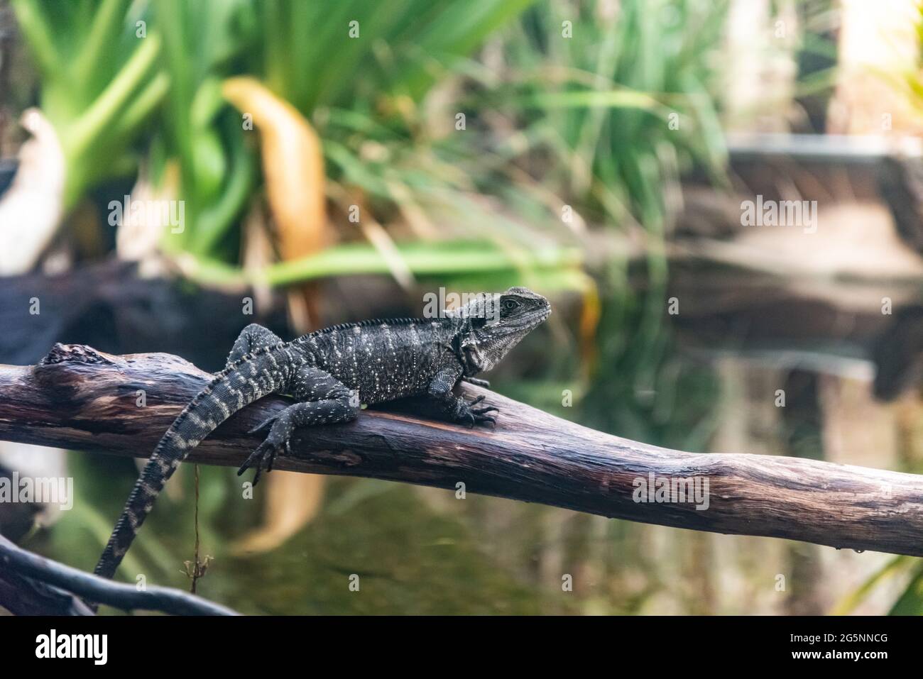 The Lizard on the forest Stock Photo - Alamy