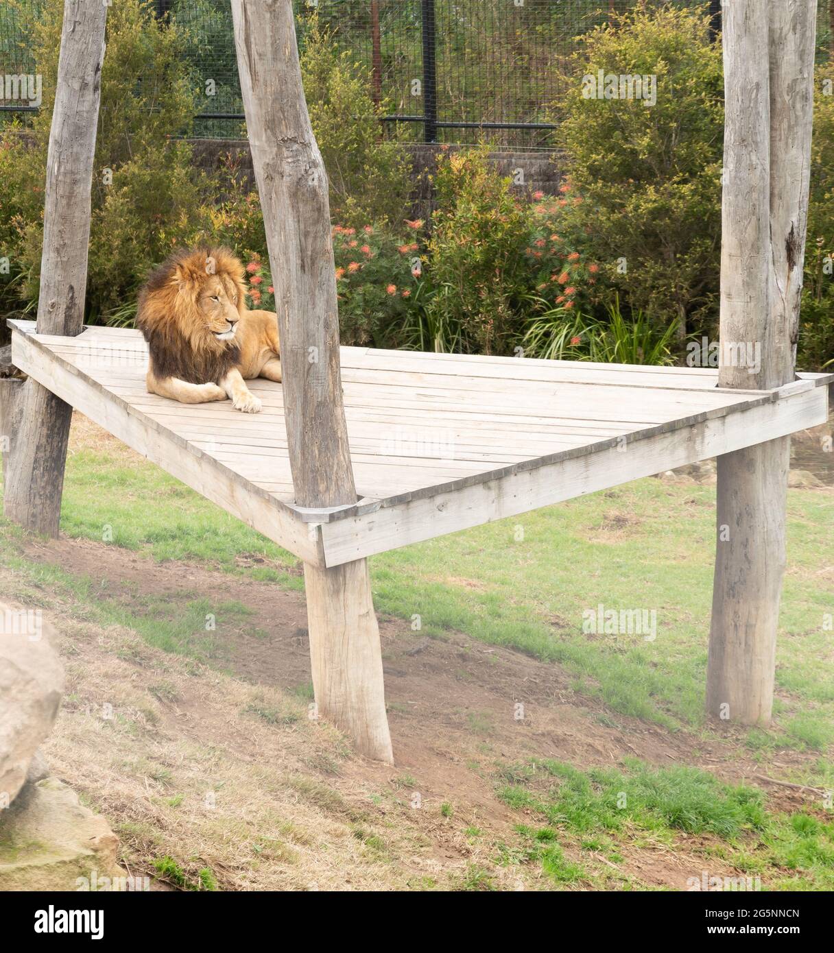 Ready to action of Lion Stock Photo - Alamy