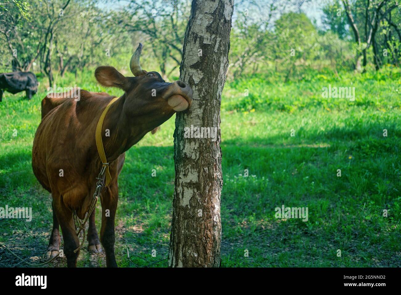 A cow scratches its nose on a tree in a pasture in the forest, escape ...