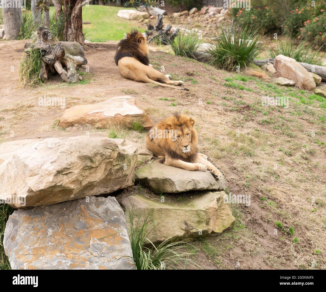 The Panthera native the lions Stock Photo - Alamy