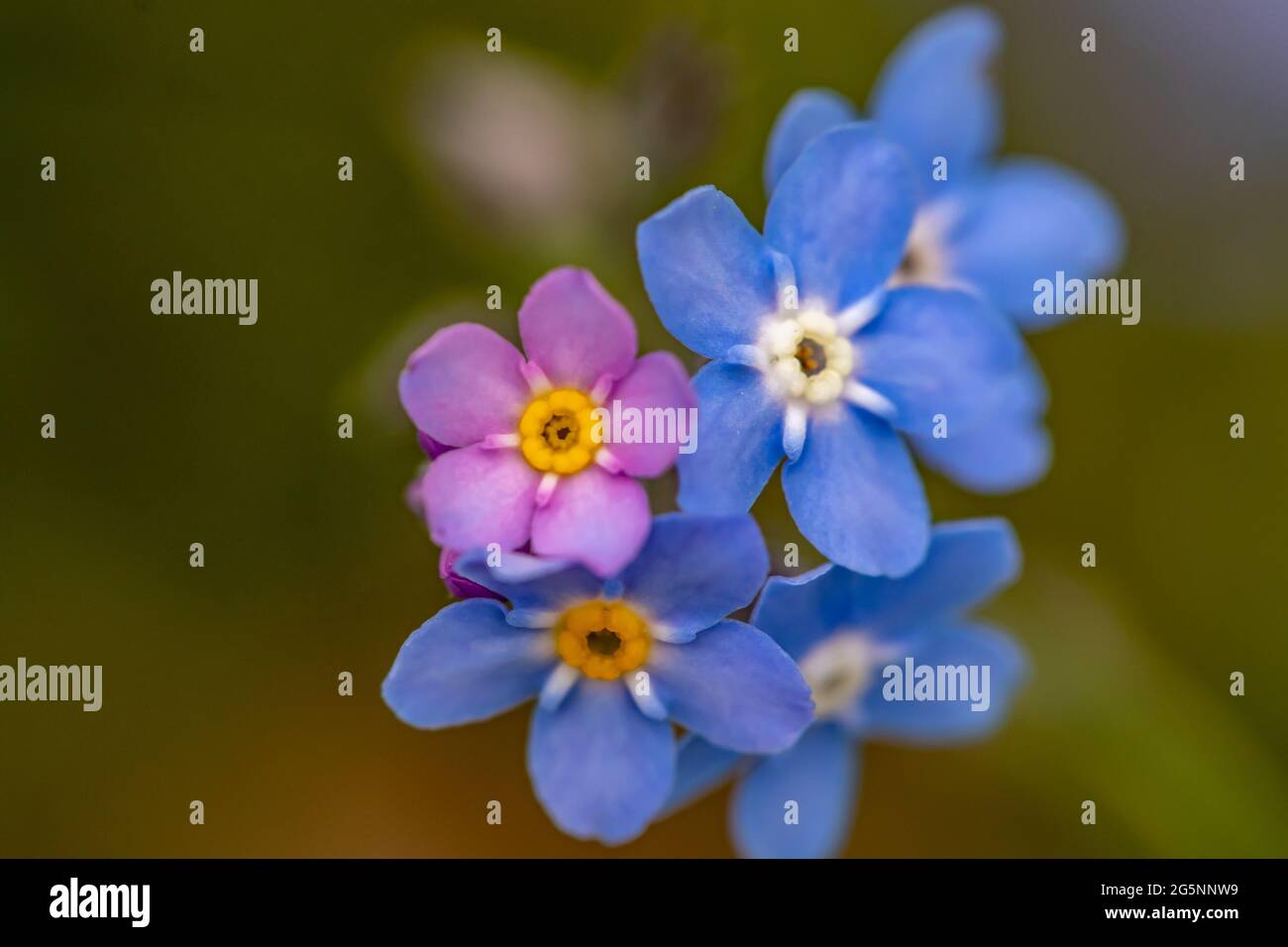 Myosotis flowers in the garden Stock Photo - Alamy