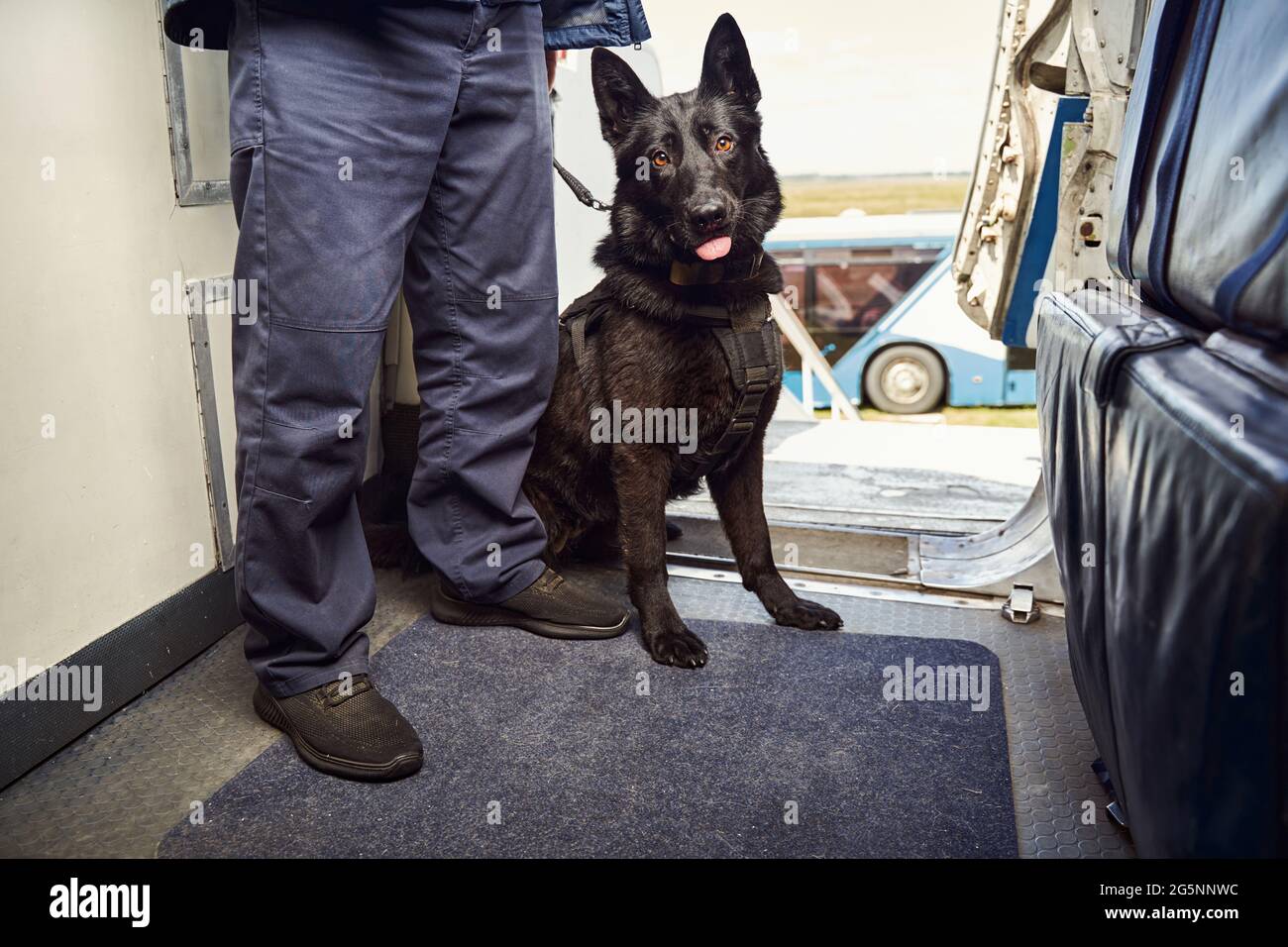 Dog inside plane hi-res stock photography and images - Alamy