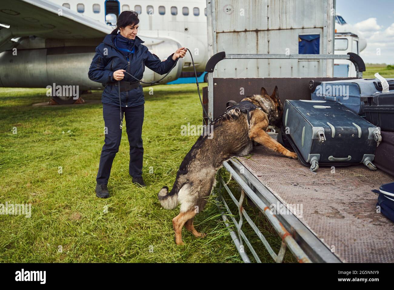 Security officer and drug detection dog checking luggage in airport ...