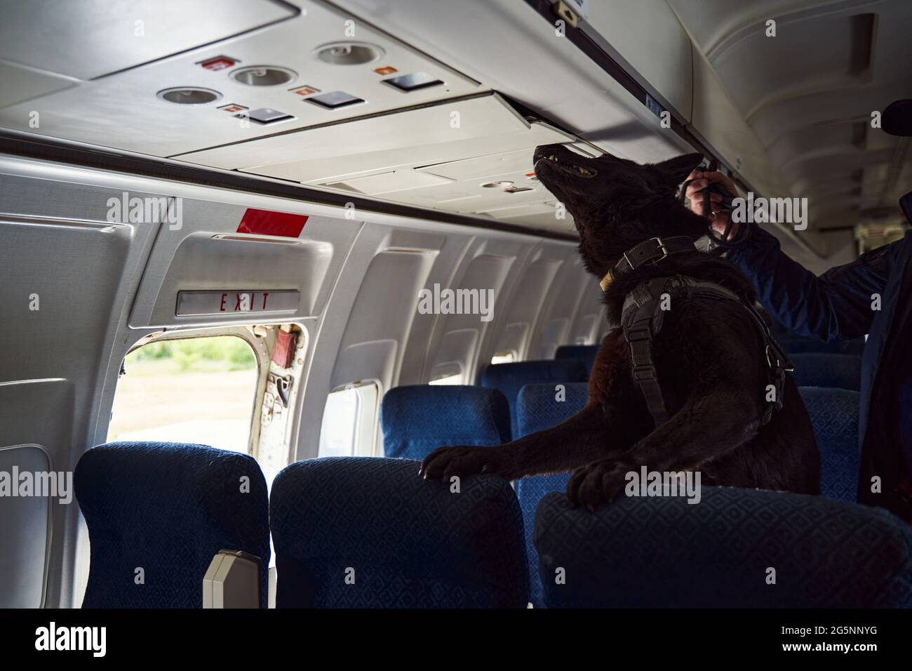 Security officer with detection dog inspecting passenger aircraft Stock ...