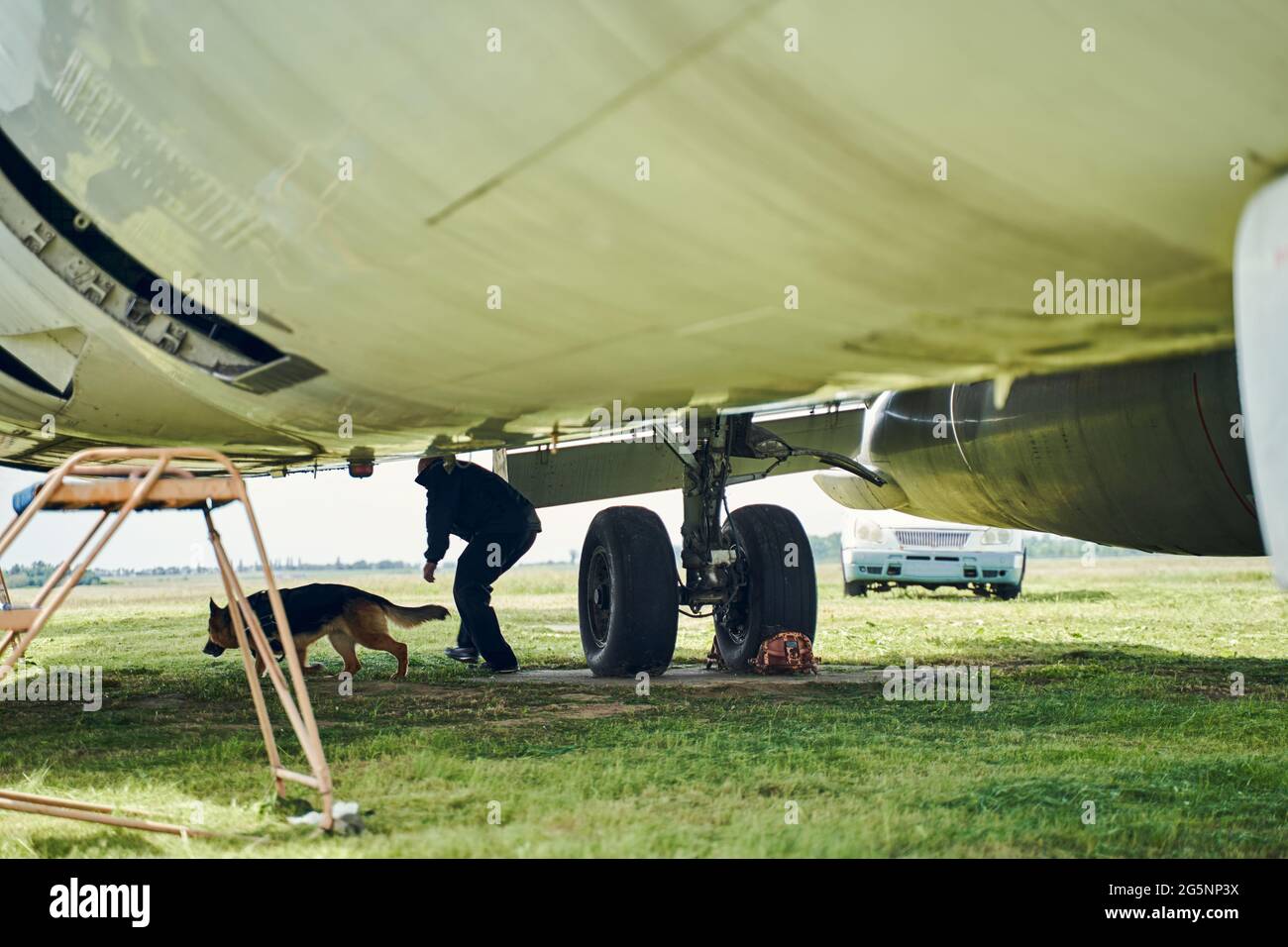 Security officer and detection dog checking airplane at aerodrome Stock ...
