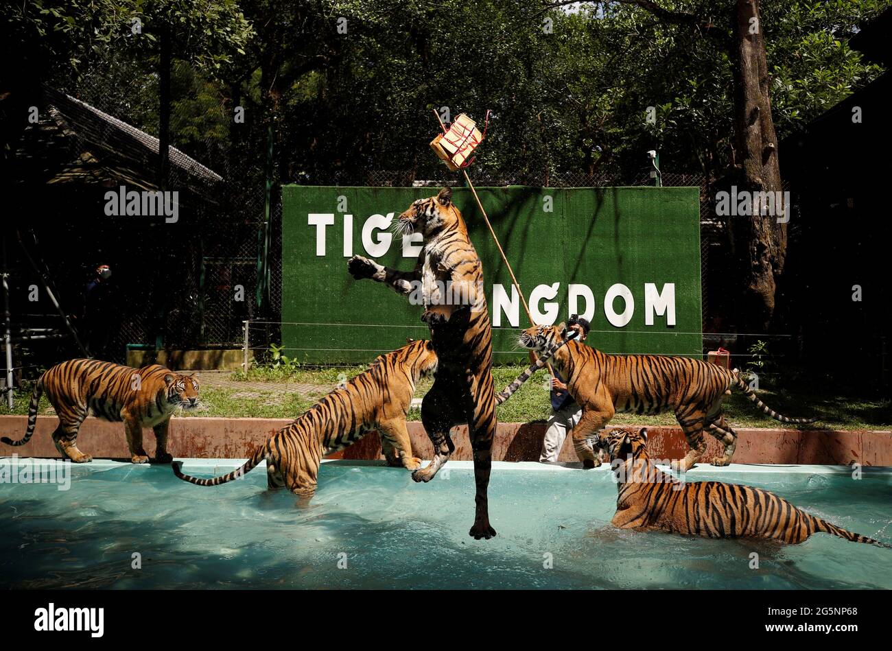 Zoo tiger in a box hi-res stock photography and images - Alamy