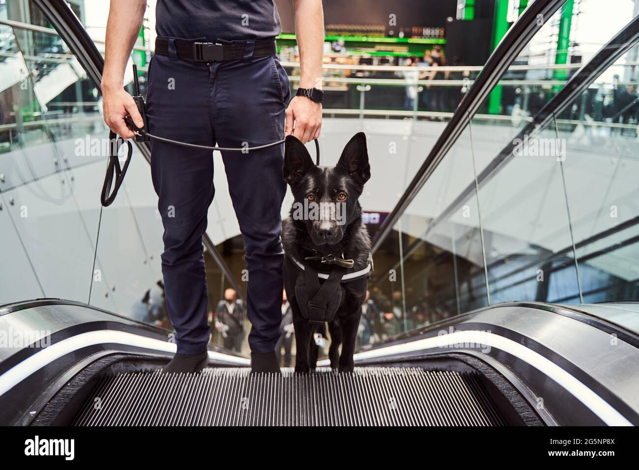 Security officer with police dog using escalator at airport Stock Photo ...