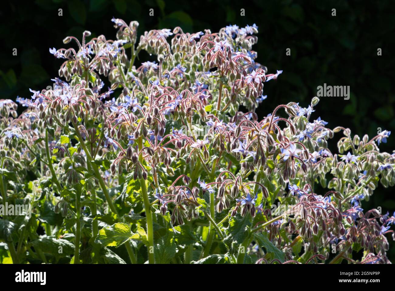 starflower plants with many blue open flowers and flower buds very bee ...