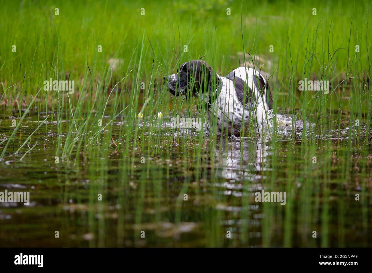 Dog english pointer hunting in the swamp Stock Photo - Alamy