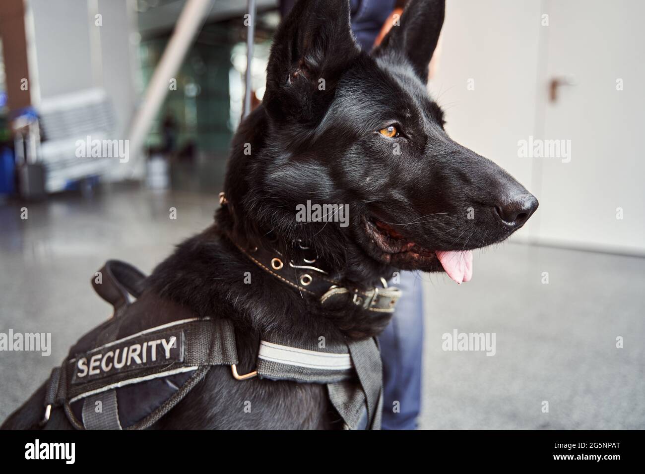 How Do You Take A Dog Through Airport Security