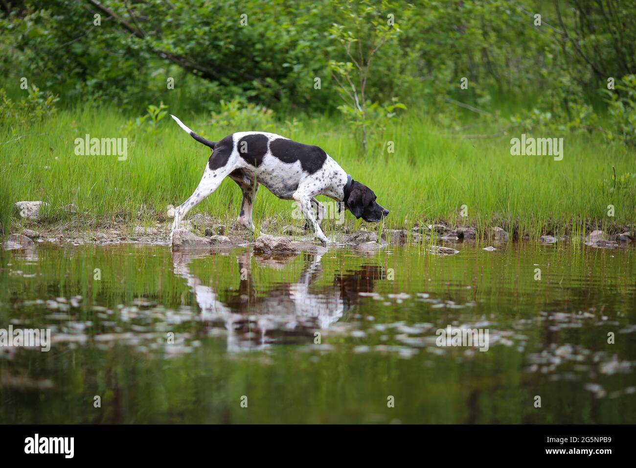 Dog english pointer hunting in the swamp Stock Photo - Alamy