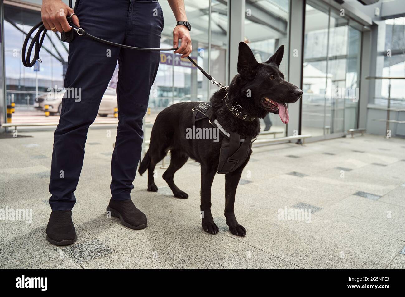 Security officer with police dog standing at airport terminal Stock ...