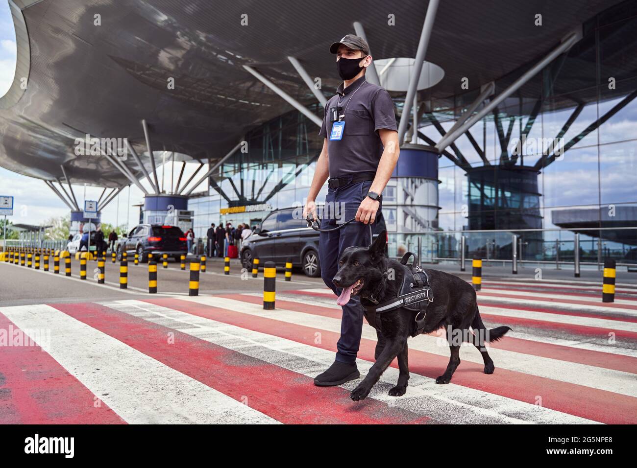 Male security worker with police dog crossing the road at airport Stock ...