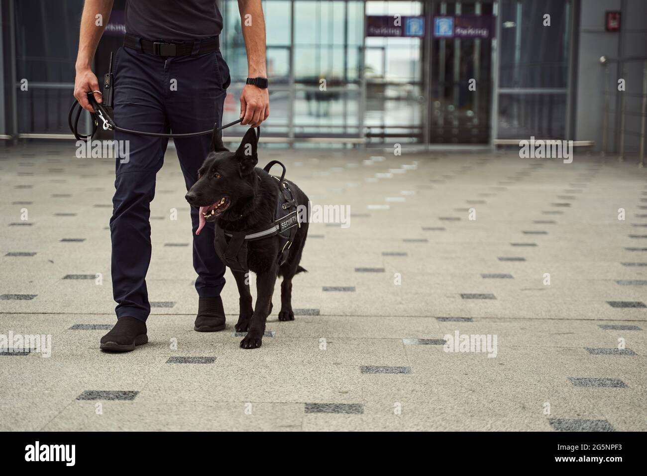 Security officer with police dog walking down airport terminal Stock ...