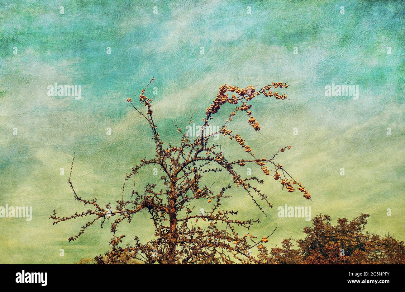 fruit tree with fruits in autumn Stock Photo - Alamy