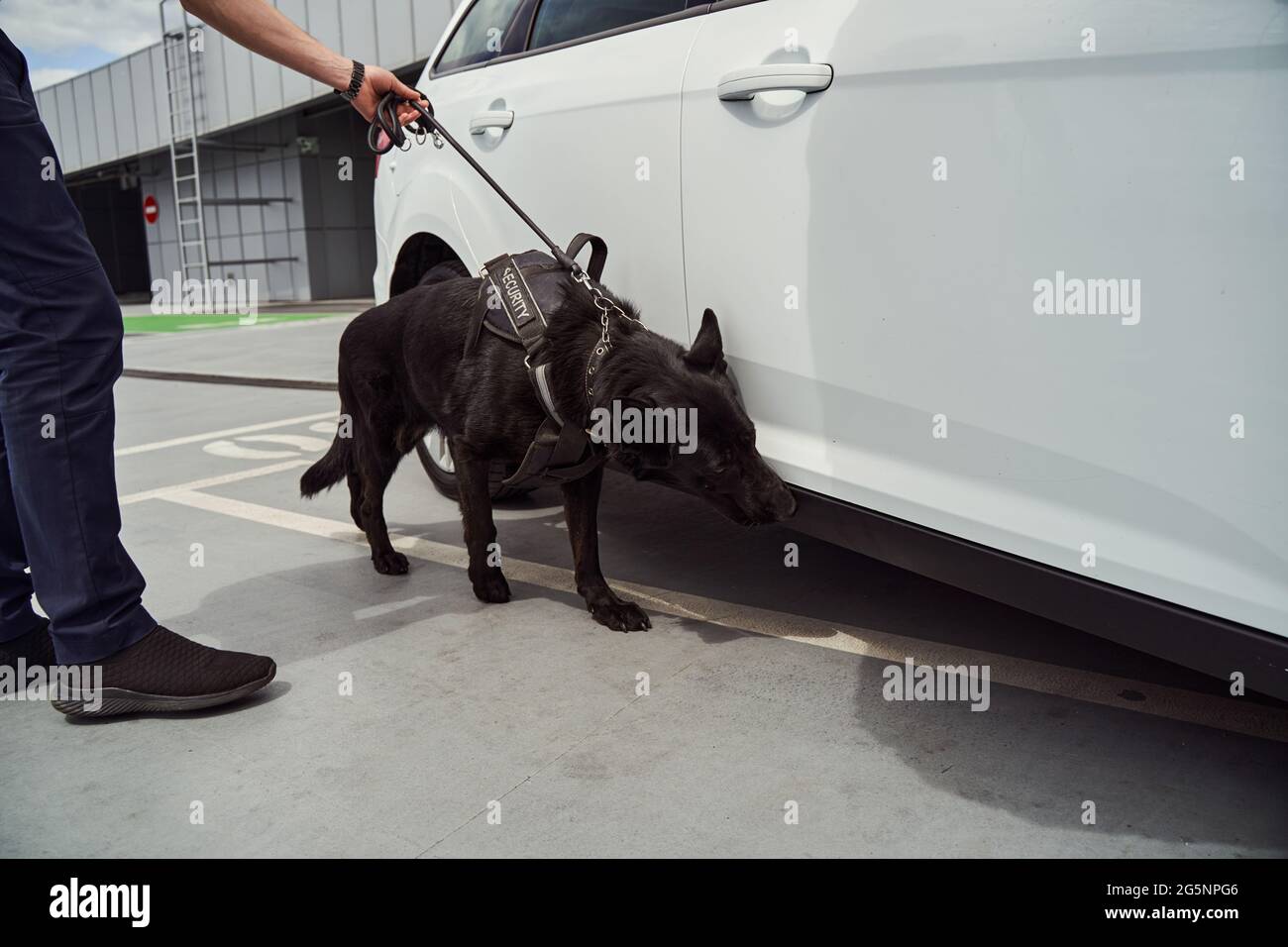 Security office and detection dog inspecting car at airport Stock Photo ...