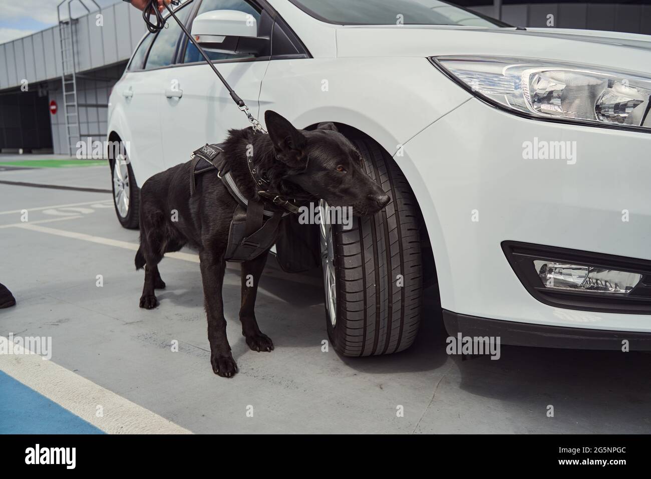 Security dog or detection dog inspecting vehicle at airport Stock Photo ...