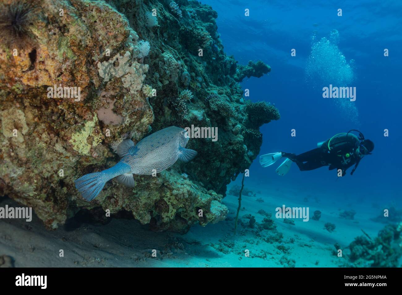 Fish swim in the Red Sea, colorful fish, Eilat Israel Stock Photo - Alamy