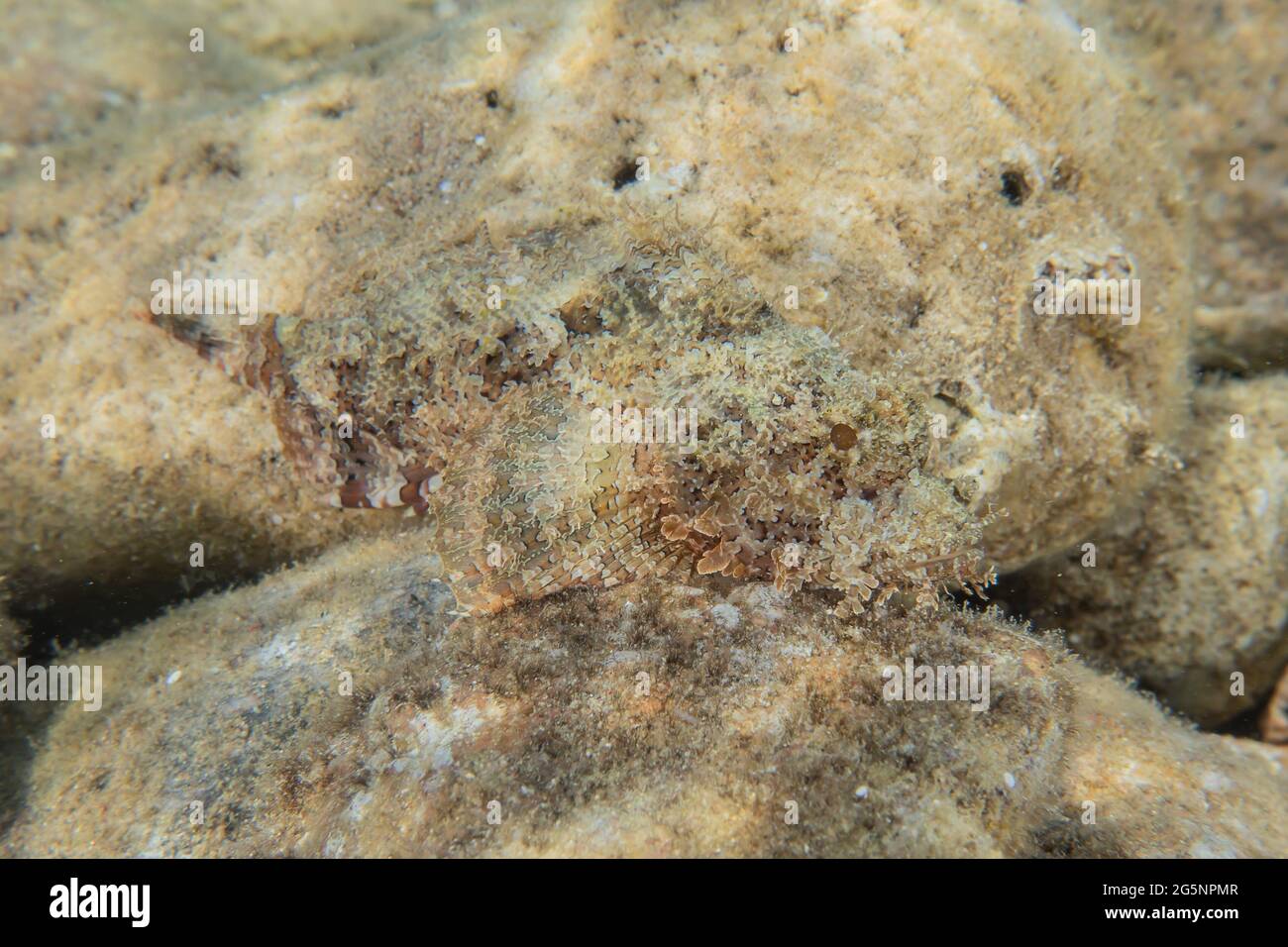 Fish swim in the Red Sea, colorful fish, Eilat Israel Stock Photo - Alamy