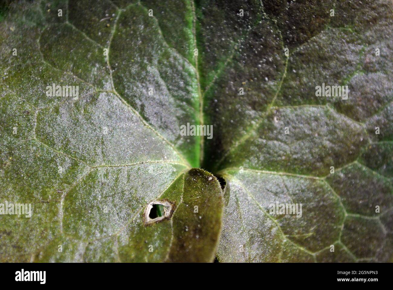 Natural green leaf close up texture detal top view, organic backgrund ...