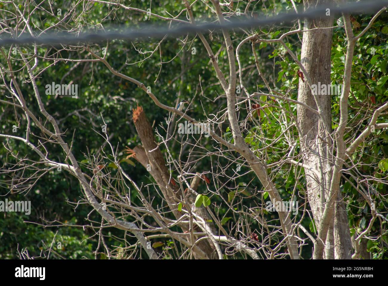 Collared kingfisher (Todiramphus chloris) bird eating crab on a tree ...