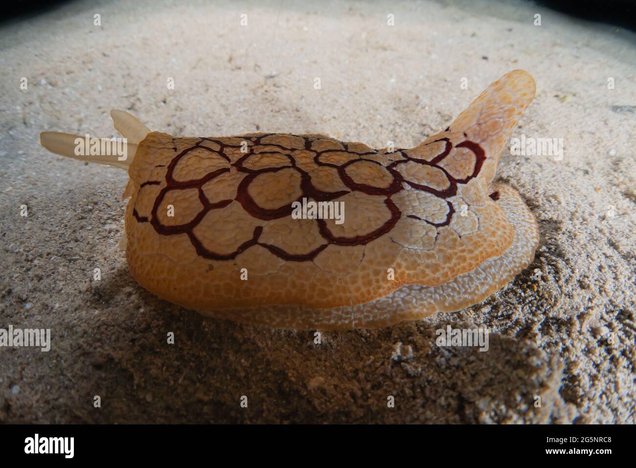 Sea slug in the Red Sea Colorful and beautiful, Eilat Israel Stock ...