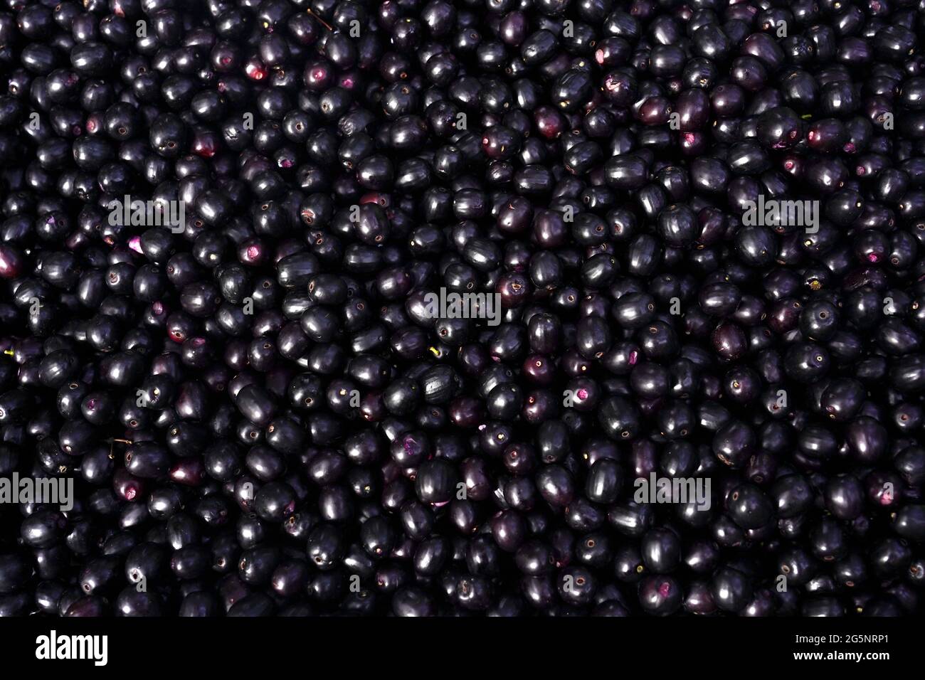 Indian Farmers Picks Jamun (Black Plums) Fruit from a farm in the ...