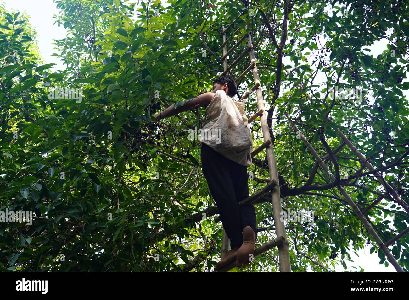 Indian Farmers Picks Jamun (Black Plums) Fruit from a farm in the ...