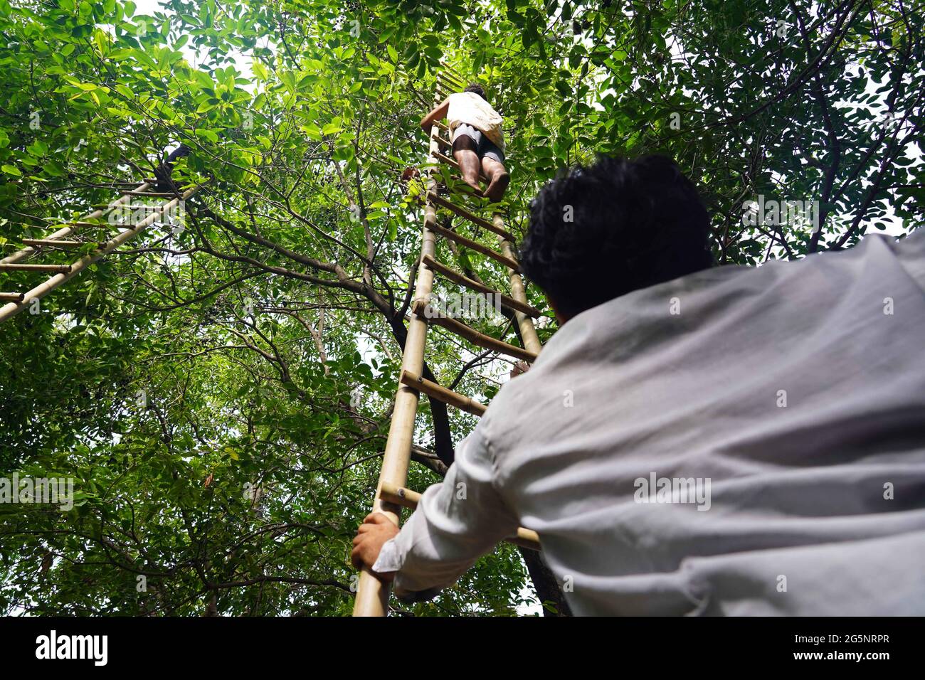 Indian Farmers Picks Jamun (Black Plums) Fruit from a farm in the ...