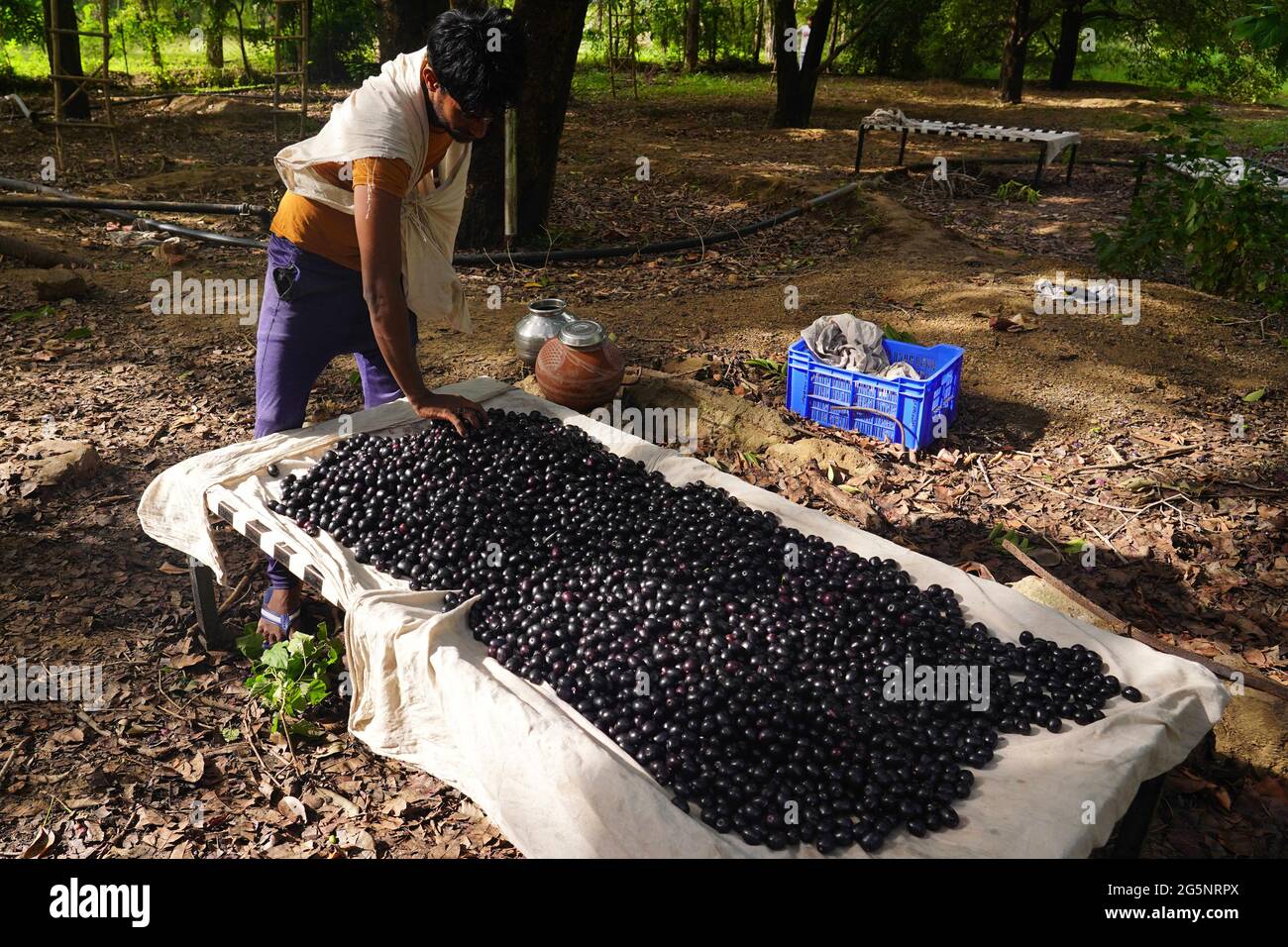 Indian Farmers Picks Jamun (Black Plums) Fruit from a farm in the ...