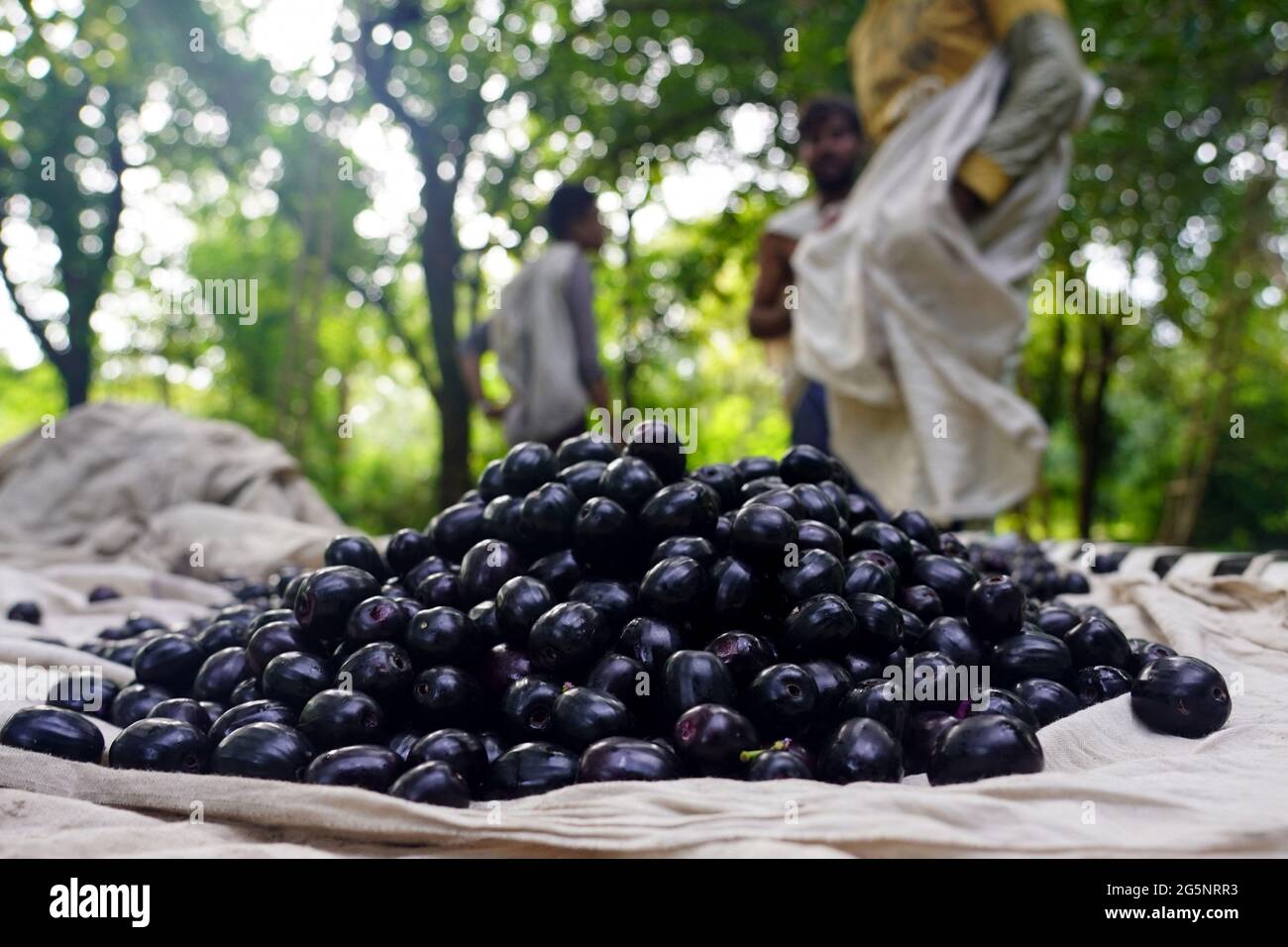 Indian Farmers Picks Jamun (Black Plums) Fruit from a farm in the ...