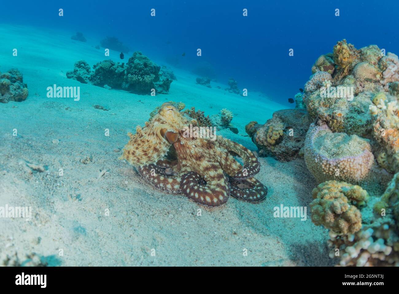 Octopus king of camouflage in the Red Sea, Eilat Israel Stock Photo - Alamy