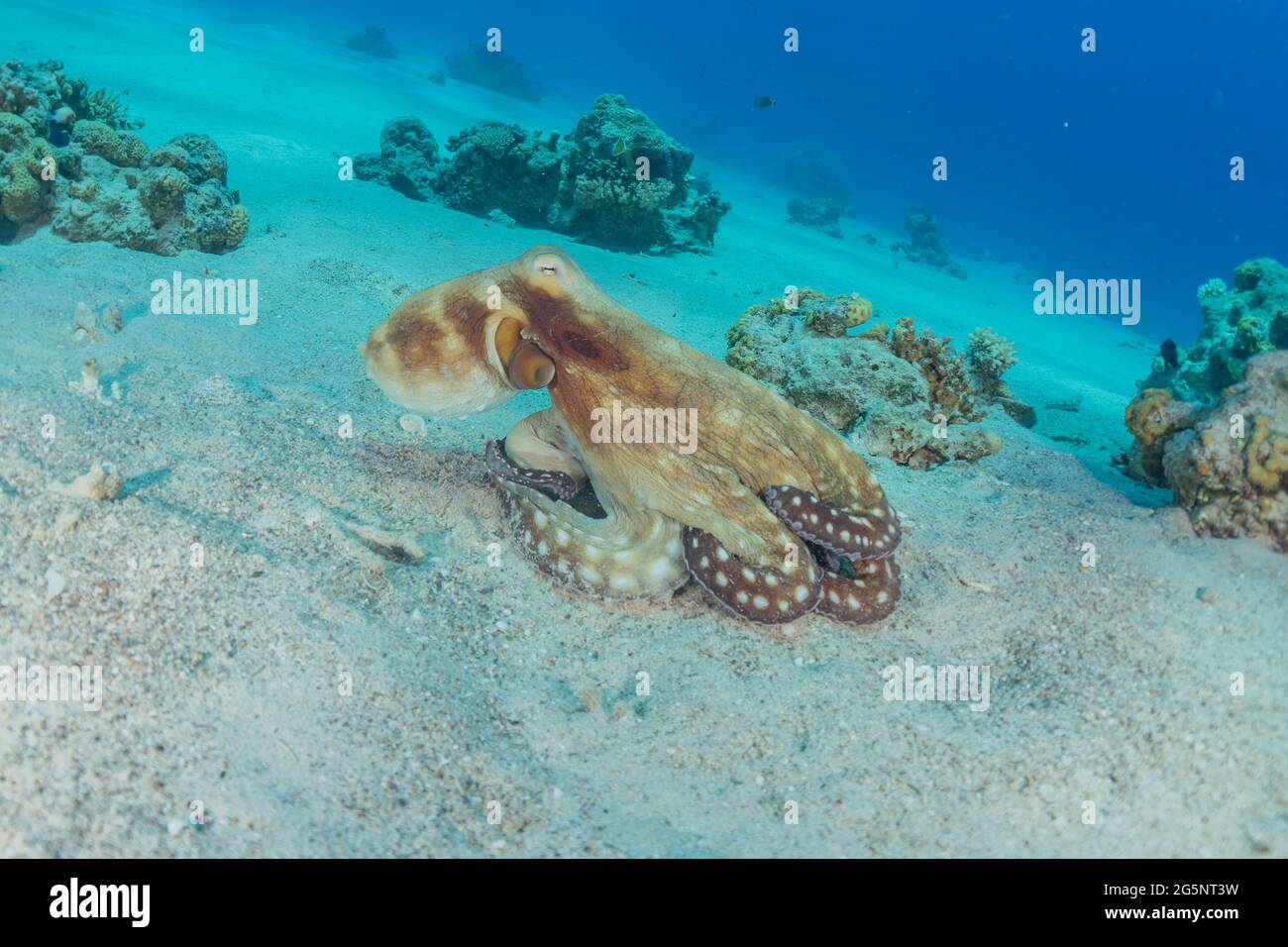 Octopus king of camouflage in the Red Sea, Eilat Israel Stock Photo - Alamy